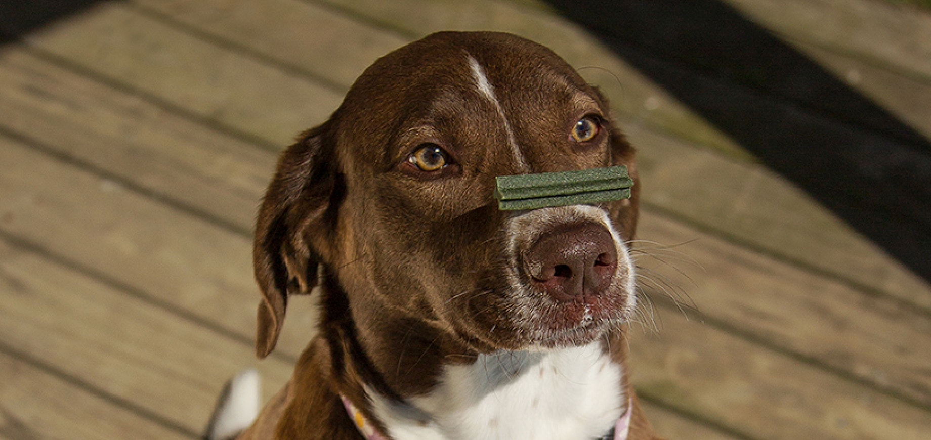 Basic training tips | PEDIGREE MY