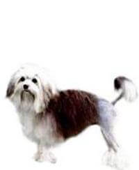 Lowchen Information & Characteristics - Pedigree® Malaysia