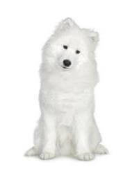 Samoyed Information & Characteristics - Pedigree® Malaysia