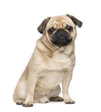 Pug Information & Characteristics - Pedigree® Malaysia