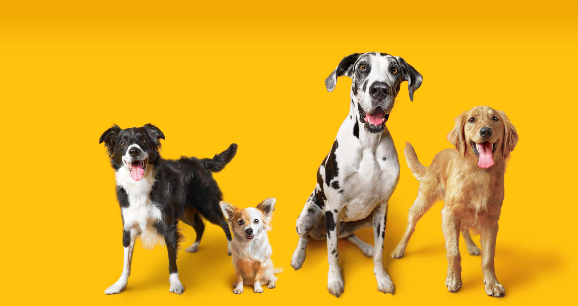 Why Choose Pedigree®®? Discover Our Dog Food Philosophy - Pedigree ...