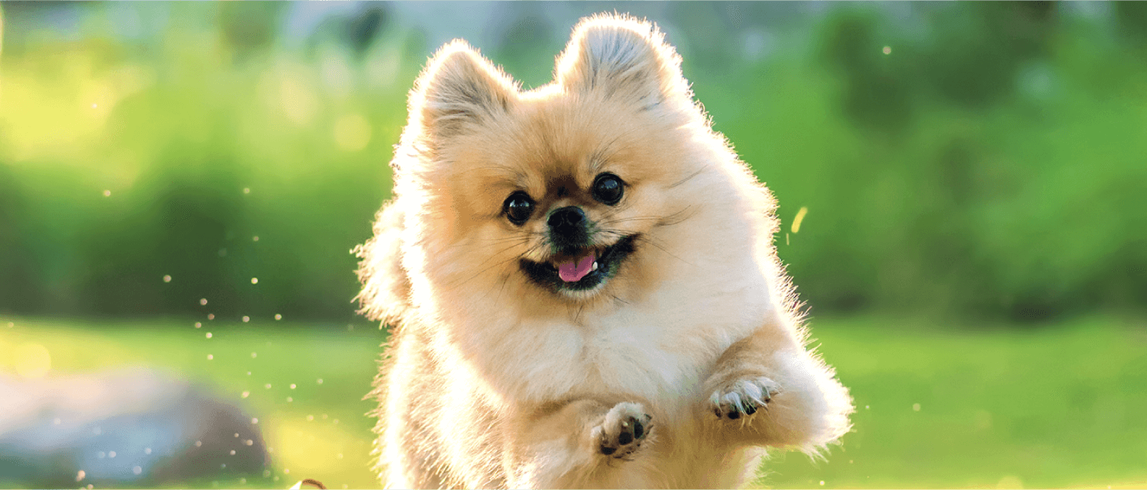 Everything About Protein in Dog Food - Pedigree® Malaysia