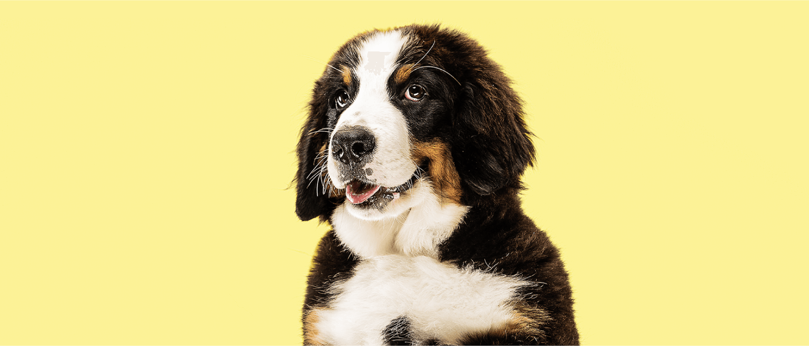 Protein Sources For Dogs - Pedigree® Malaysia