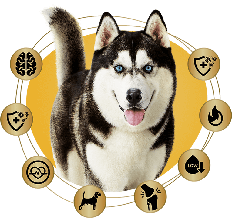 PEDIGREE® Pro: Extra care for your active dog | PEDIGREE MY