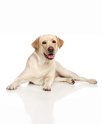 Labrador Retriever Breed - Dog & Puppy Information & Characteristics ...