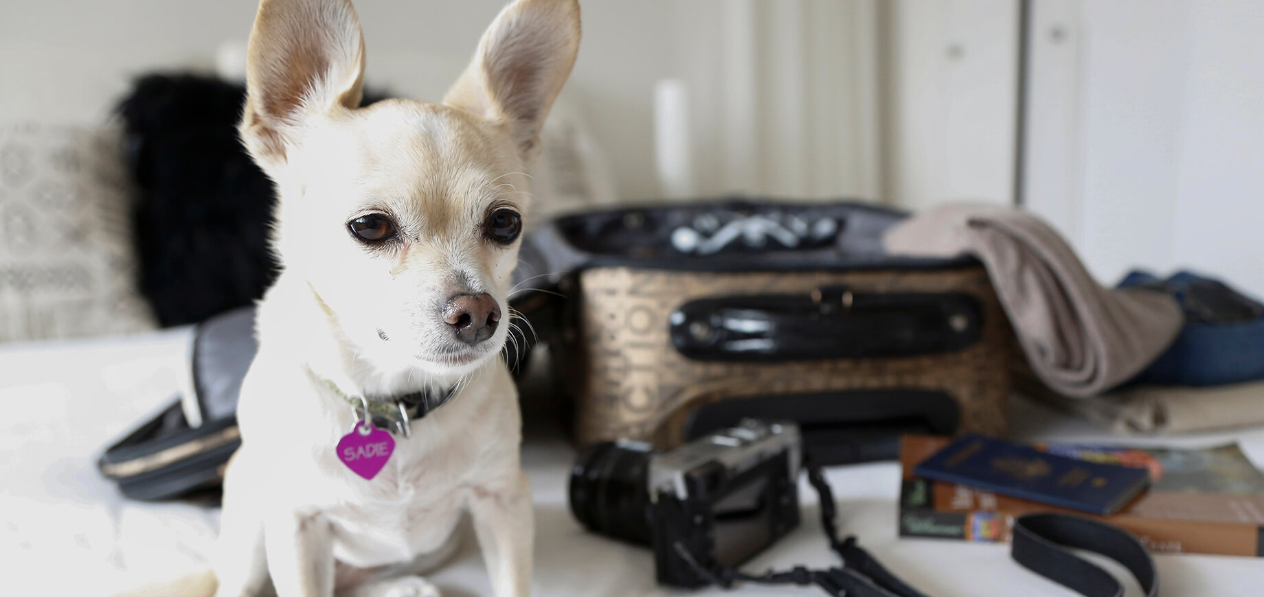 Fading Puppy Syndrome Guide: Prevention, Recognition & Treatment ...