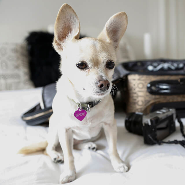 Rabies in Dogs & Puppies - Signs, Causes & Treatment - Pedigree® Malaysia