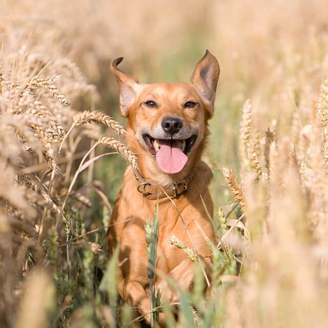 Dog Breeds Articles - Pedigree® Malaysia