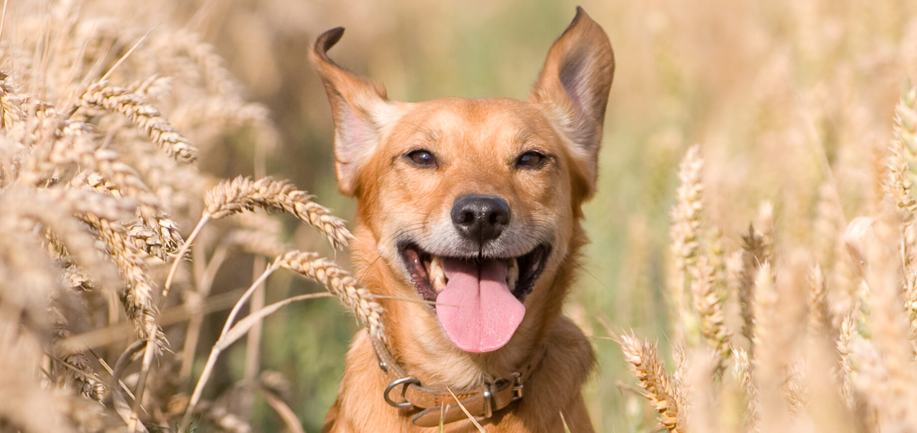 List Of 5 Dog Breeds for Summer - Pedigree® Malaysia