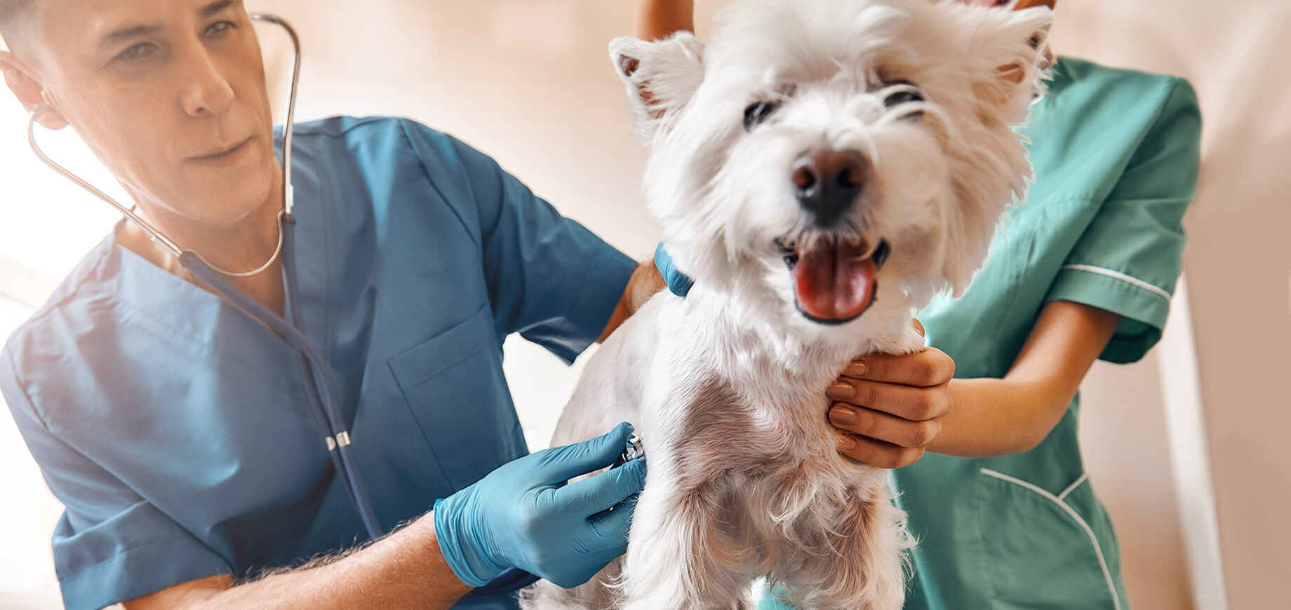 Canine Distemper in Dogs & Puppies: Symptoms, Signs, and Treatment ...